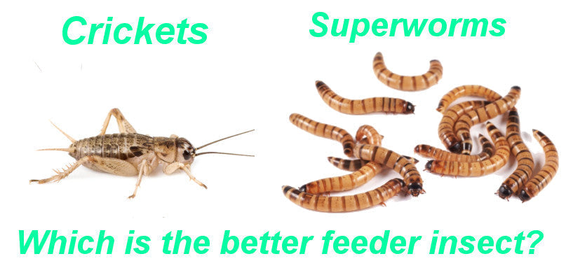 Crickets vs Superworms - nutritional value – Ovipost