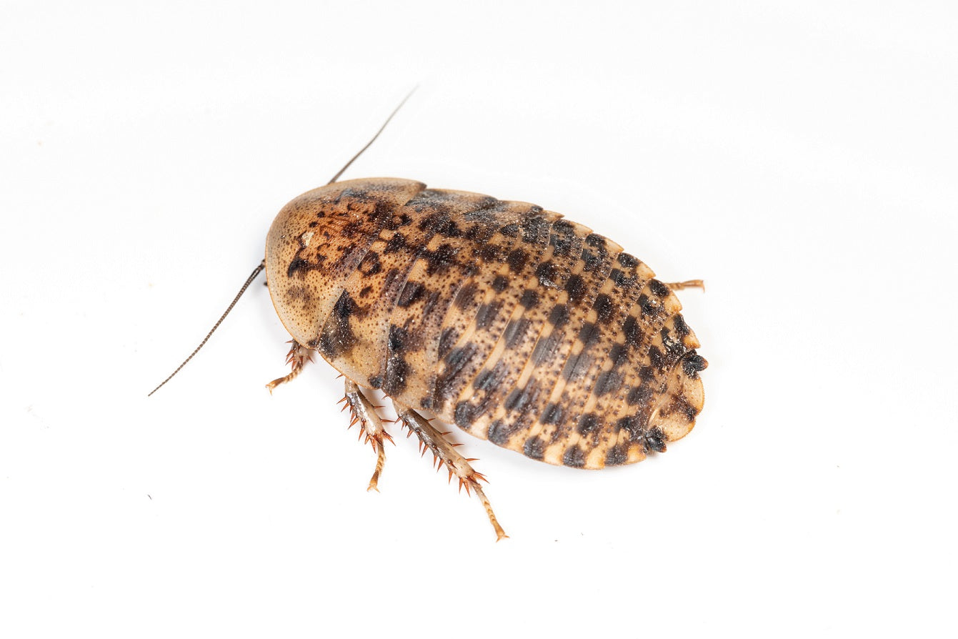 Caring For Live Discoid Roaches – Ovipost