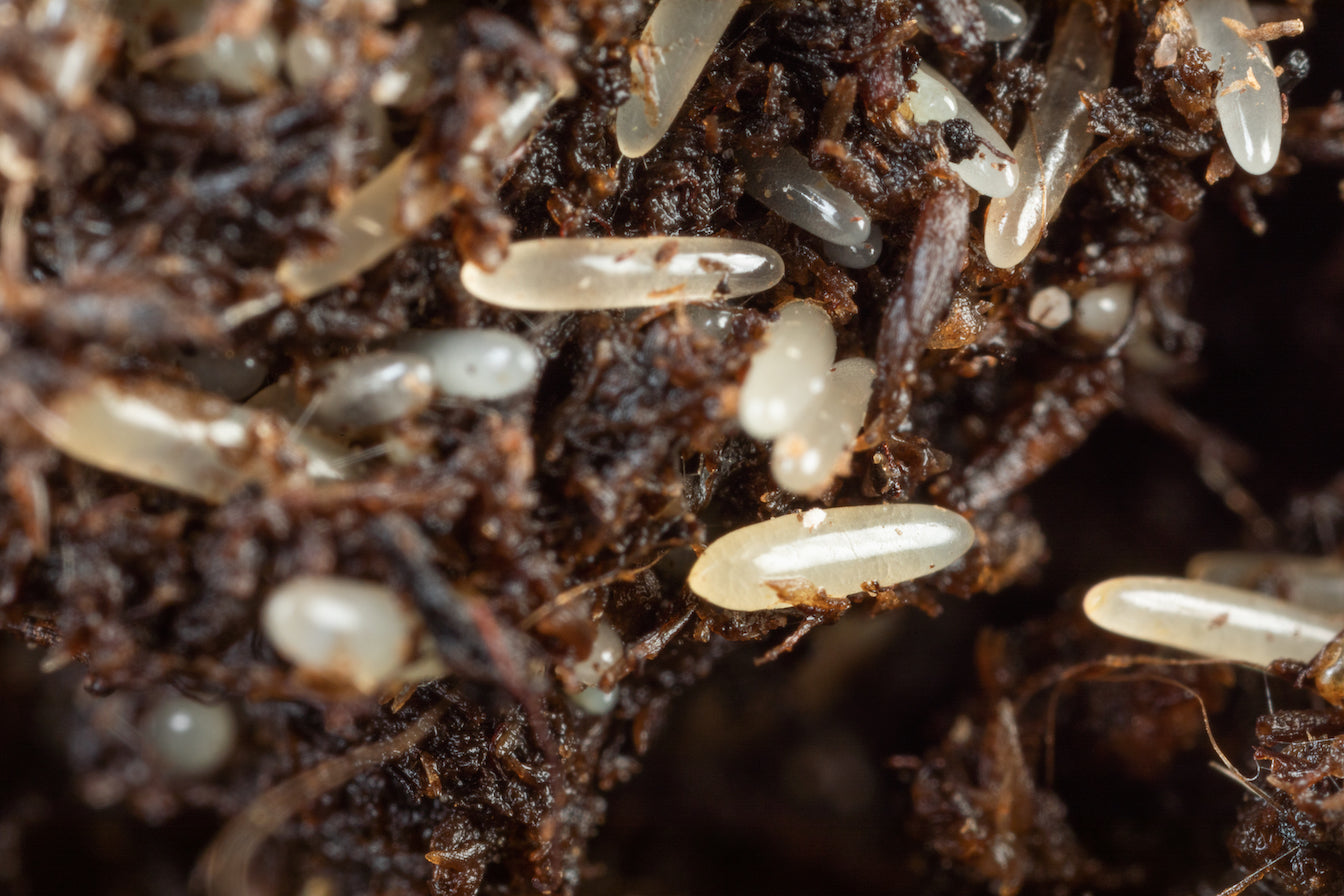 Cricket Eggs – Ovipost