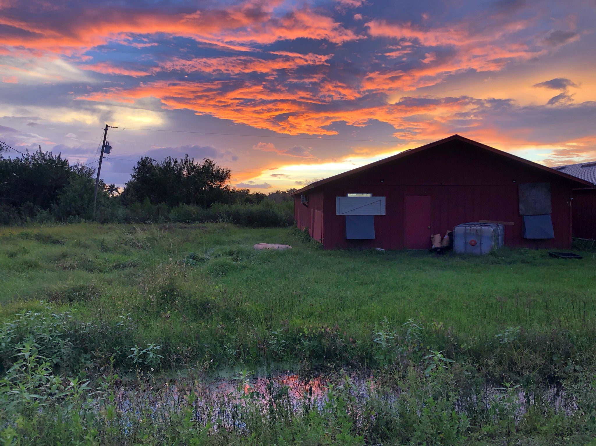 Ovipost - Live Crickets and Superworms