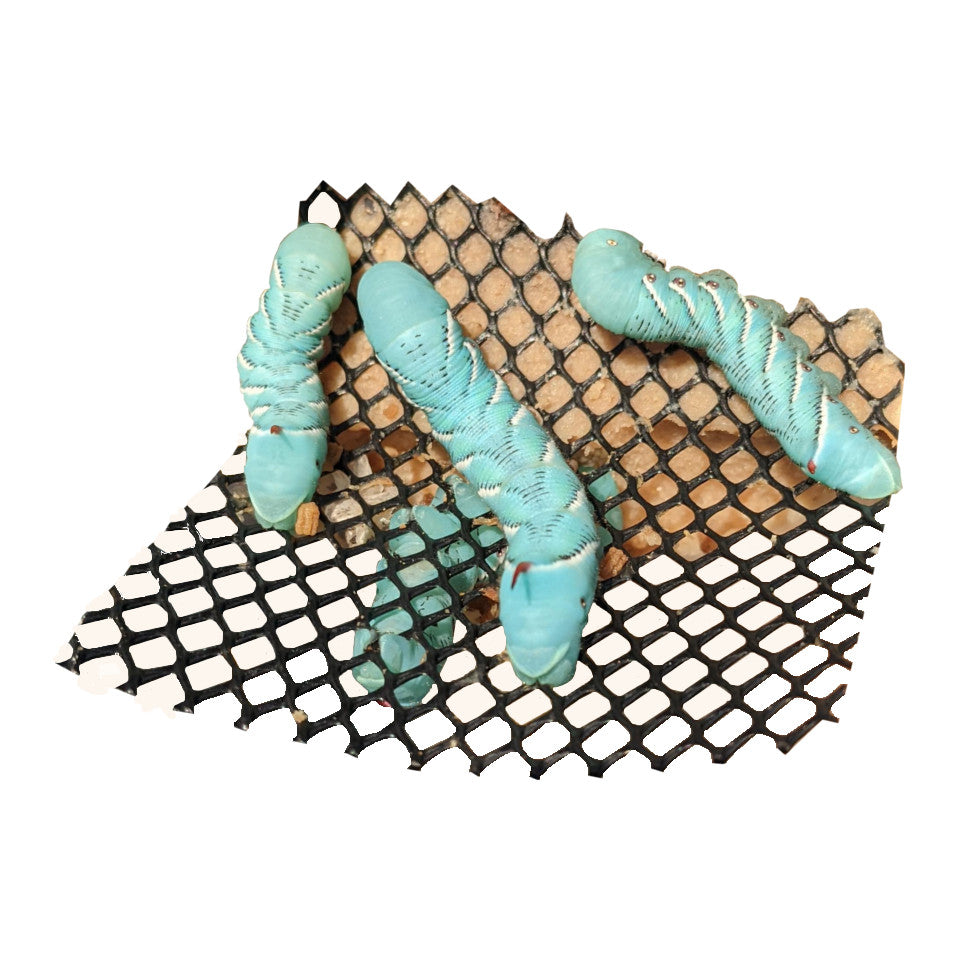 Ovipost - Live Crickets and Superworms