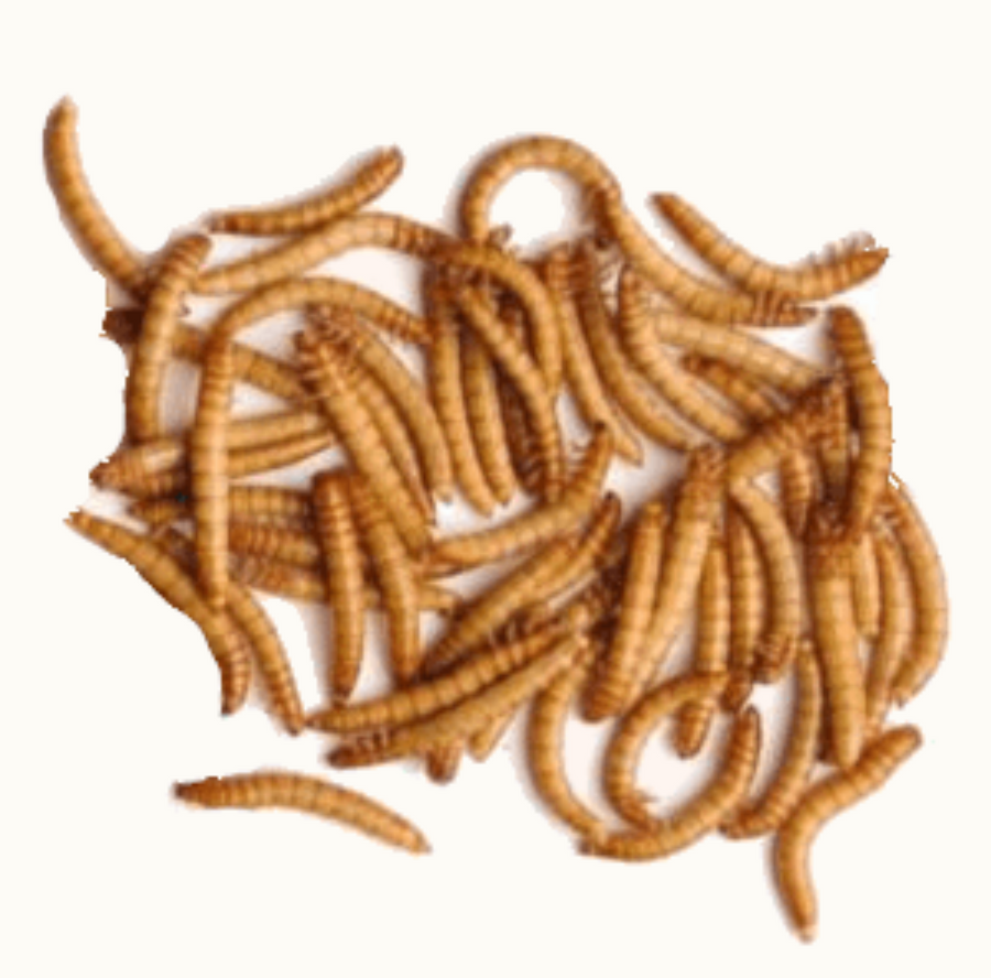 Ovipost - Live Crickets and Superworms