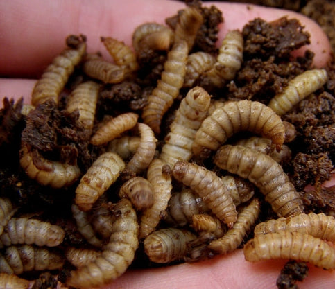 Ovipost - Live Crickets and Superworms