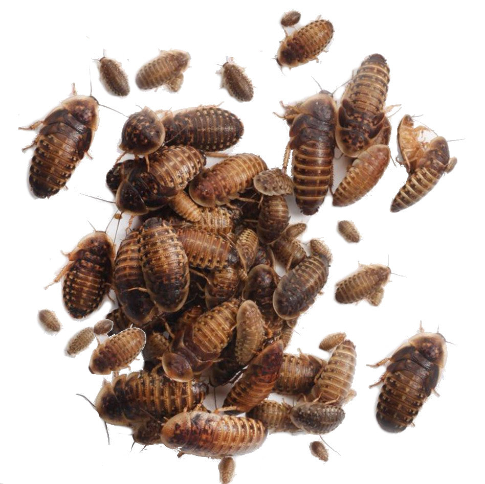 Ovipost - Live Crickets and Superworms