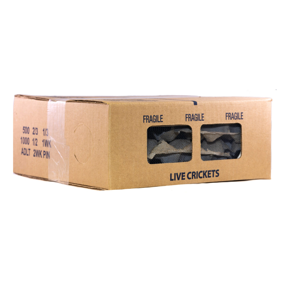 Live Cricket Boxes (1 pallet) – Ovipost