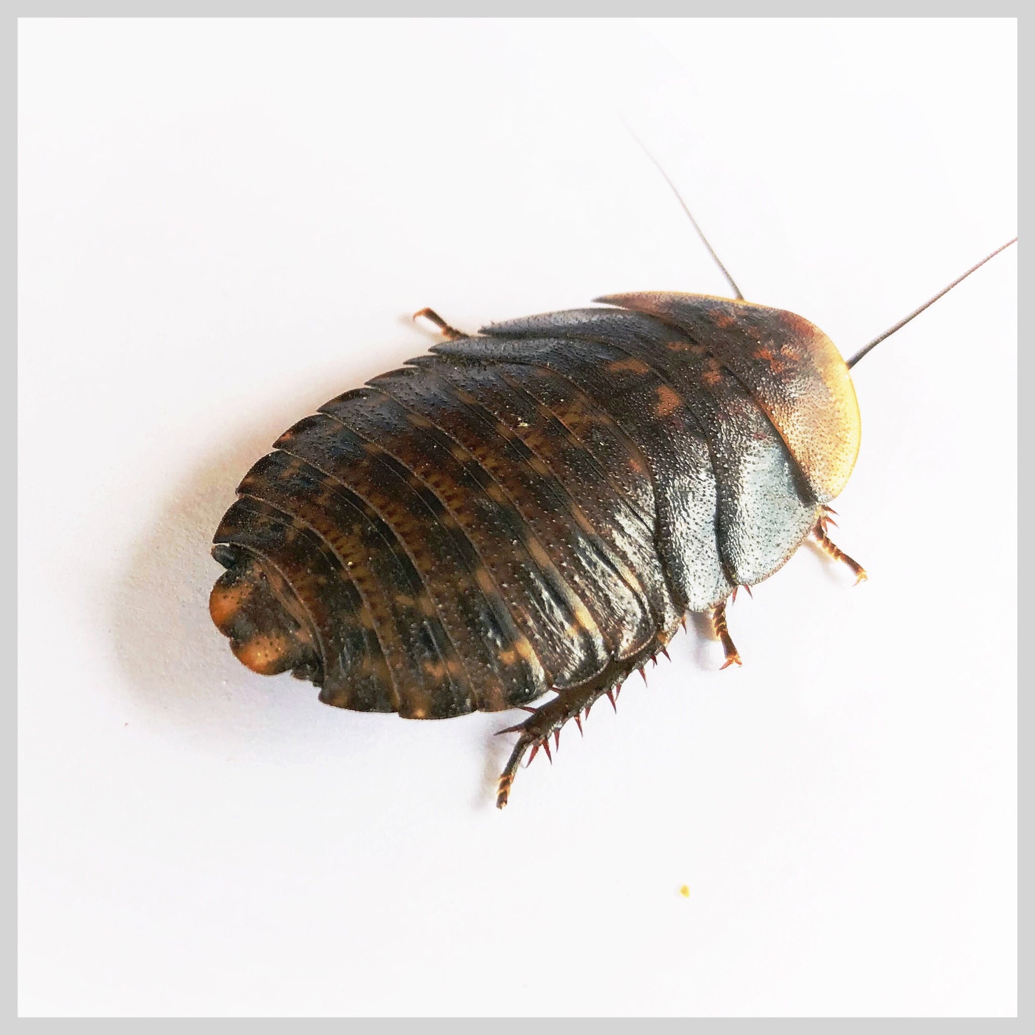 Feeder Insects – Ovipost