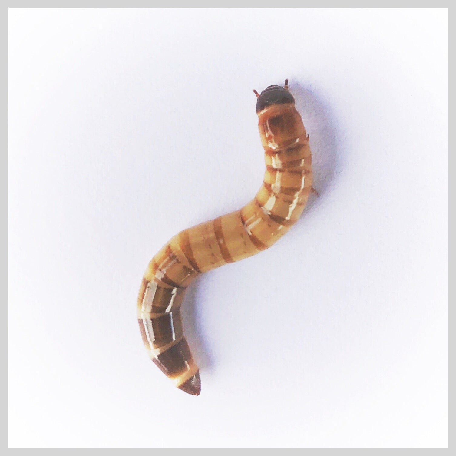 Superworms – Ovipost